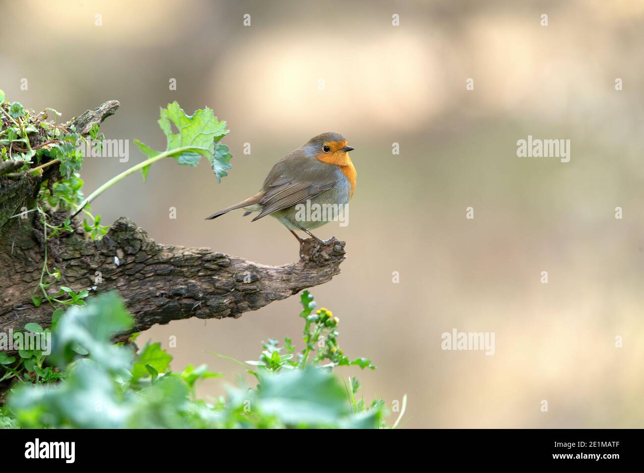 European robin with the last evening lights in a pine forest in winter ...