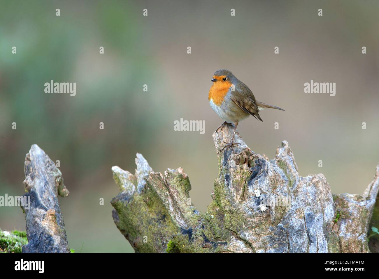 European robin with the last evening lights in a pine forest in winter ...