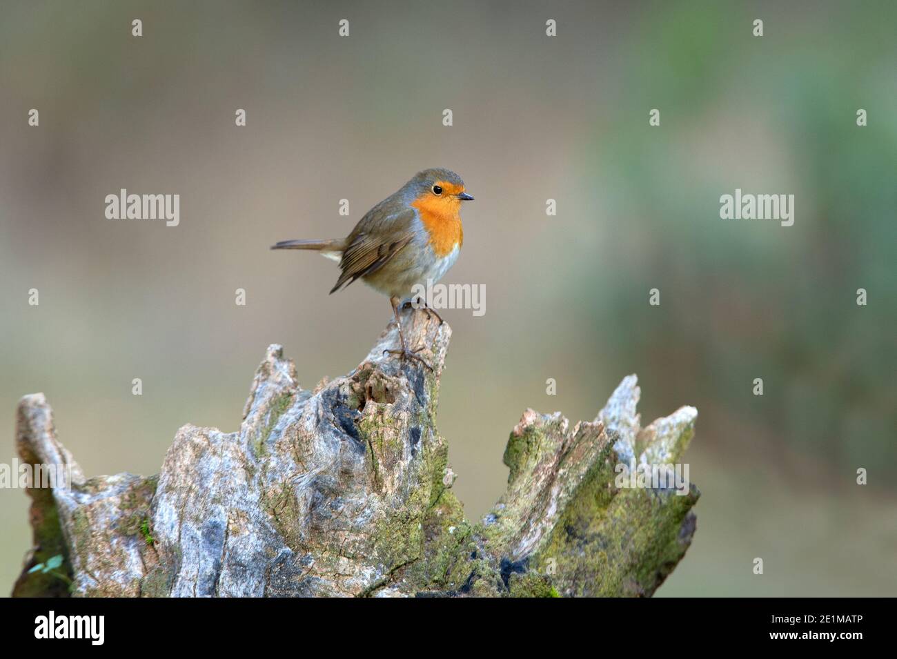 European robin with the last evening lights in a pine forest in winter ...