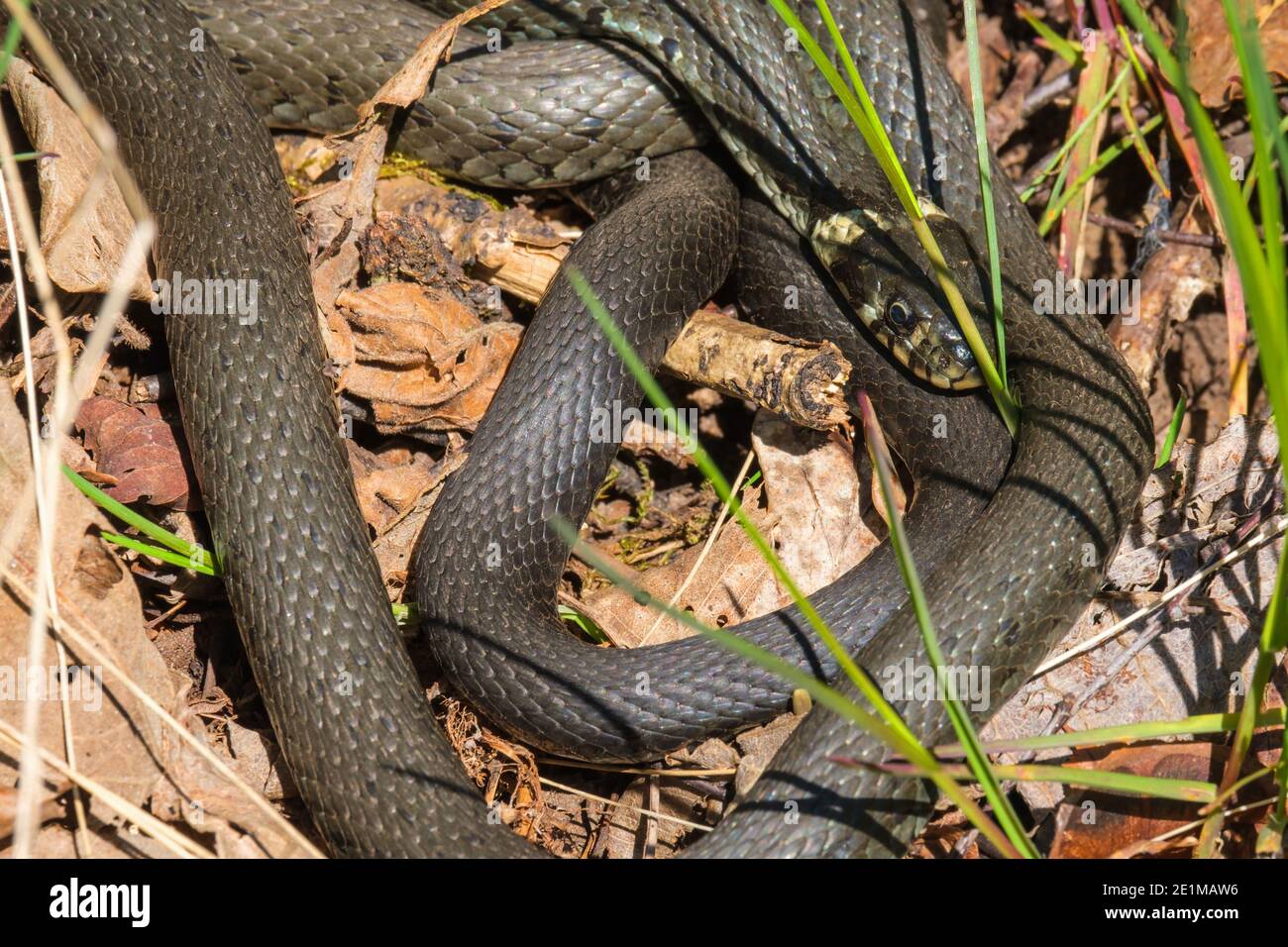 Grass snake curled up and basking in the sunshine Stock Photo - Alamy