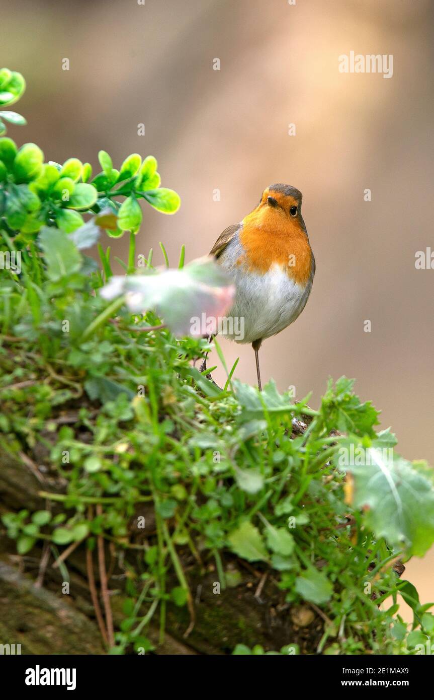 Photo Of A Robin High Resolution Stock Photography and Images - Alamy