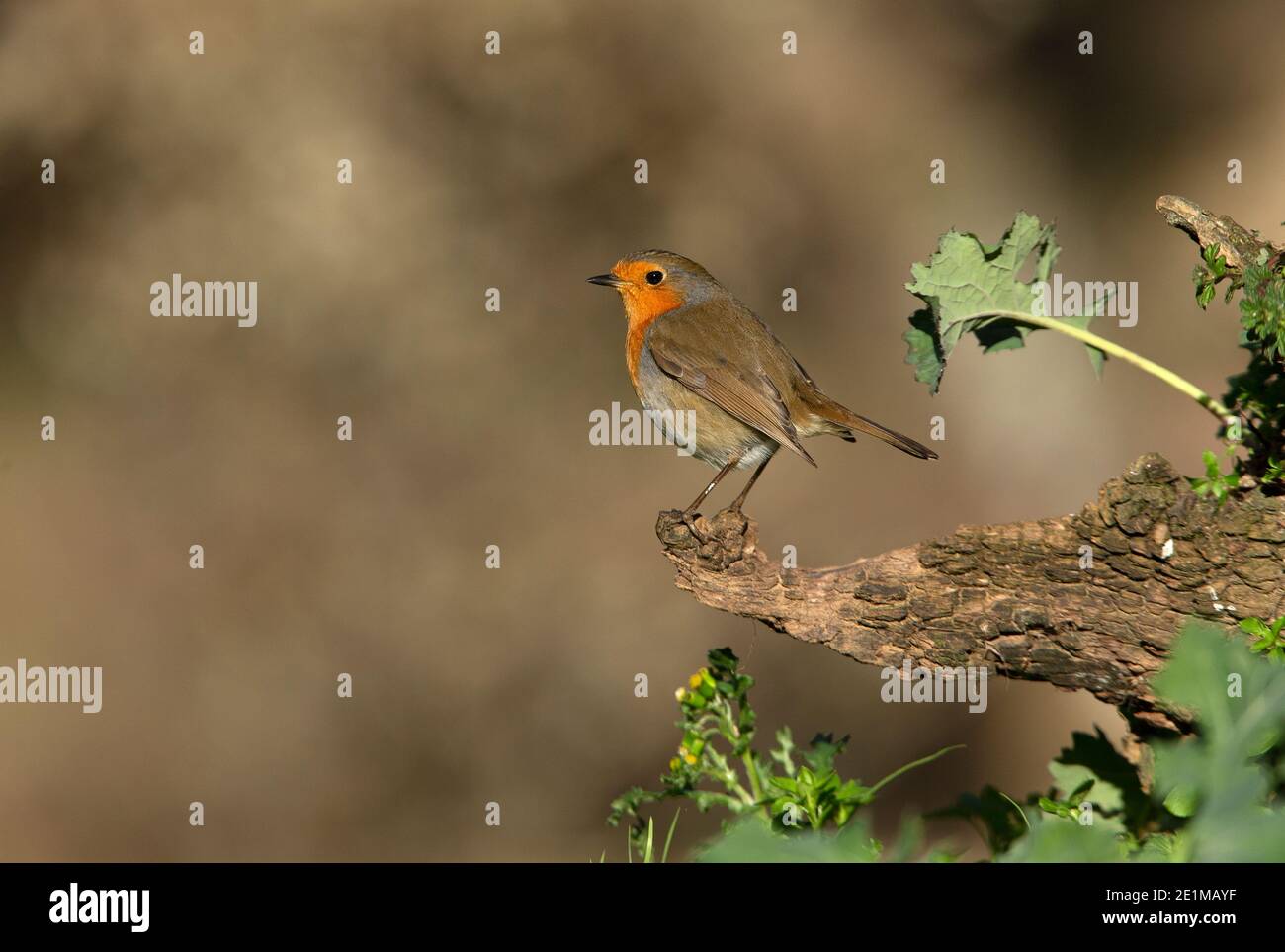European robin with the last evening lights in a pine forest in winter ...