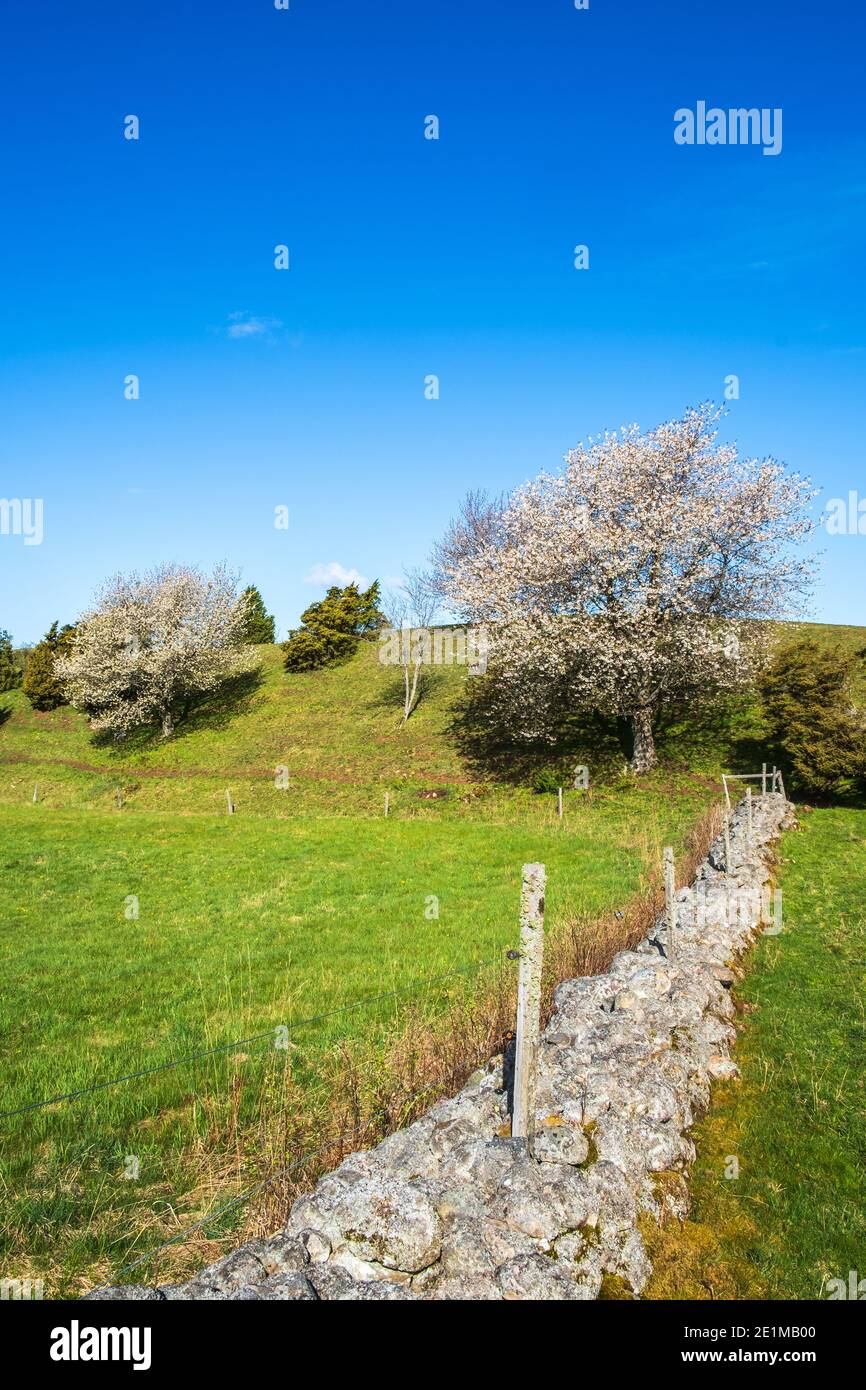 Stone wall on a meadow in a beautiful rural landscape in the springtime ...