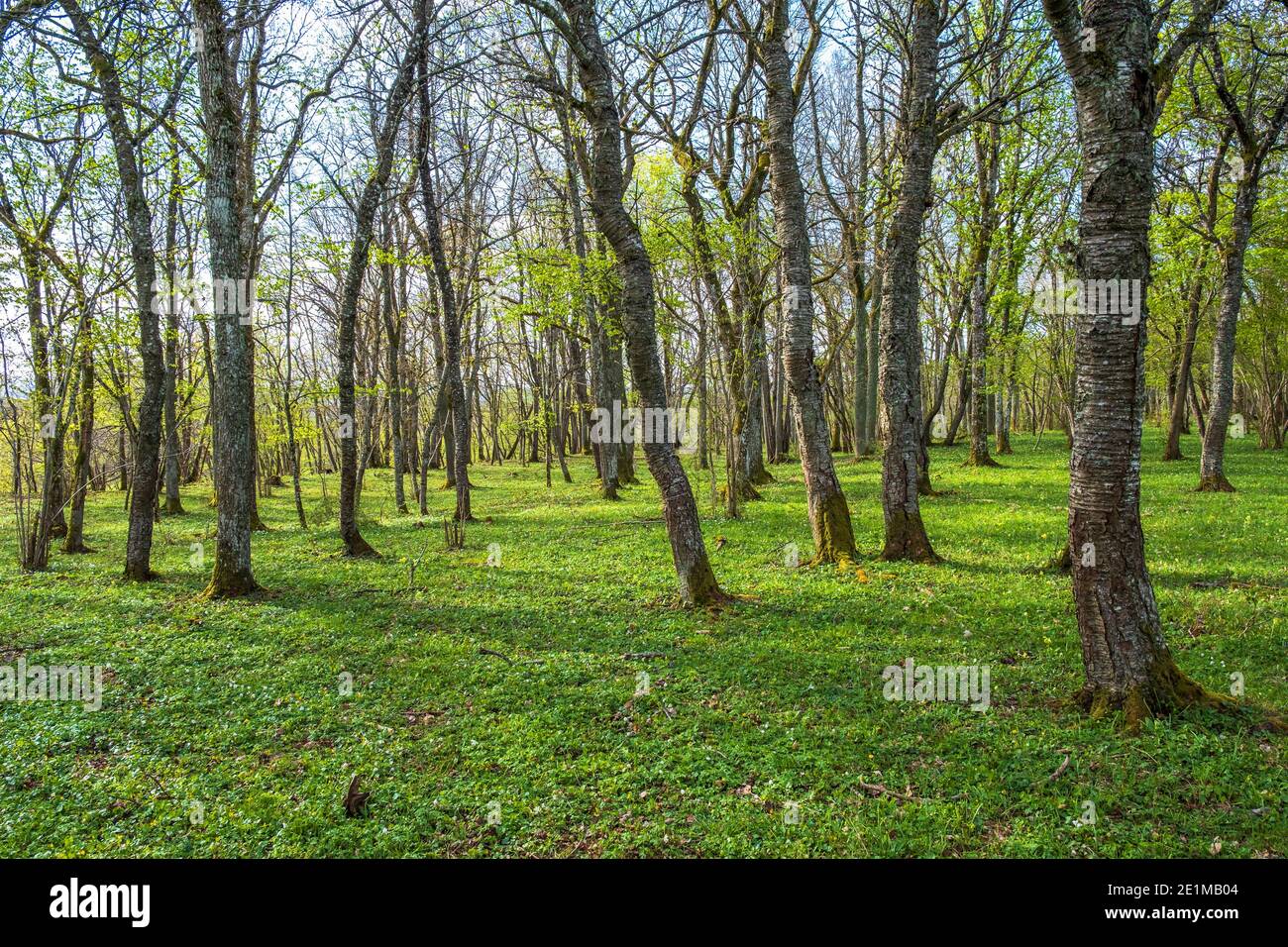 Beautiful deciduous forest with lush trees in spring Stock Photo - Alamy