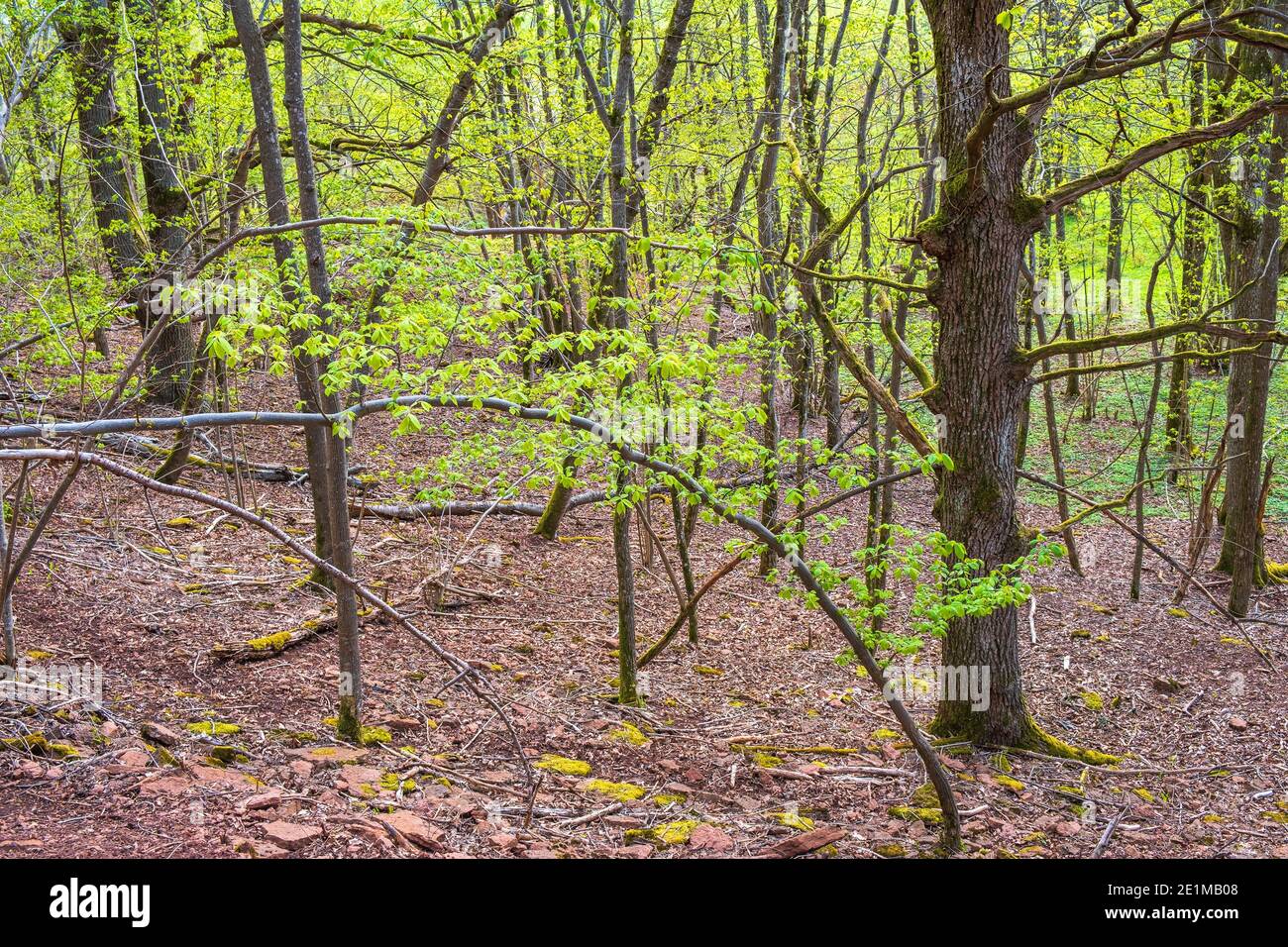 Lush deciduous forest in spring Stock Photo - Alamy