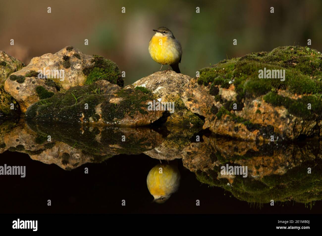 Gray wagtail in the last evening lights at a water point in a pine and ...