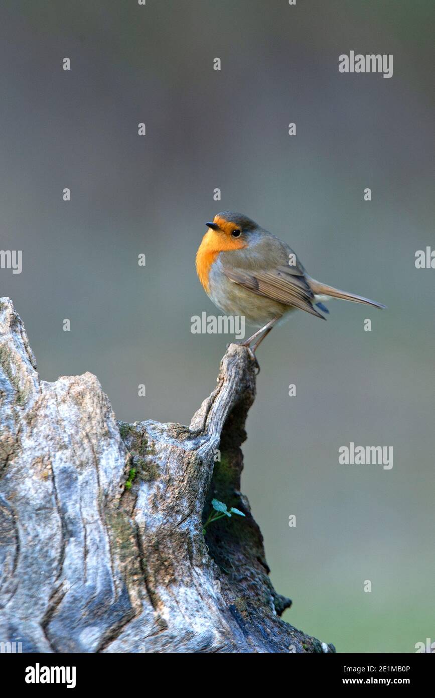 European robin with the last evening lights in a pine forest in winter ...
