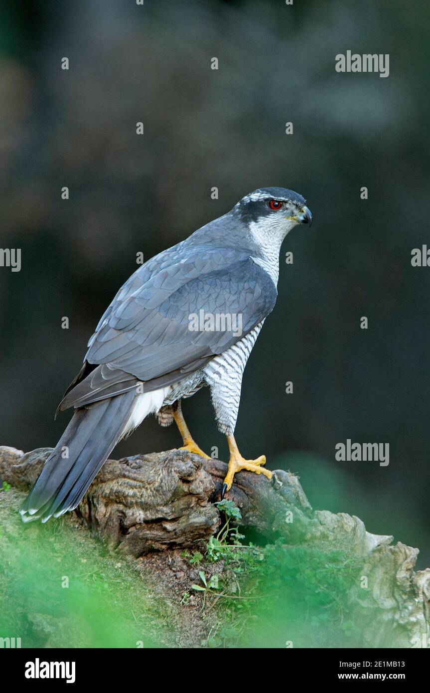 Ruby red eyed Northern goshawk adult male in late afternoon light in ...