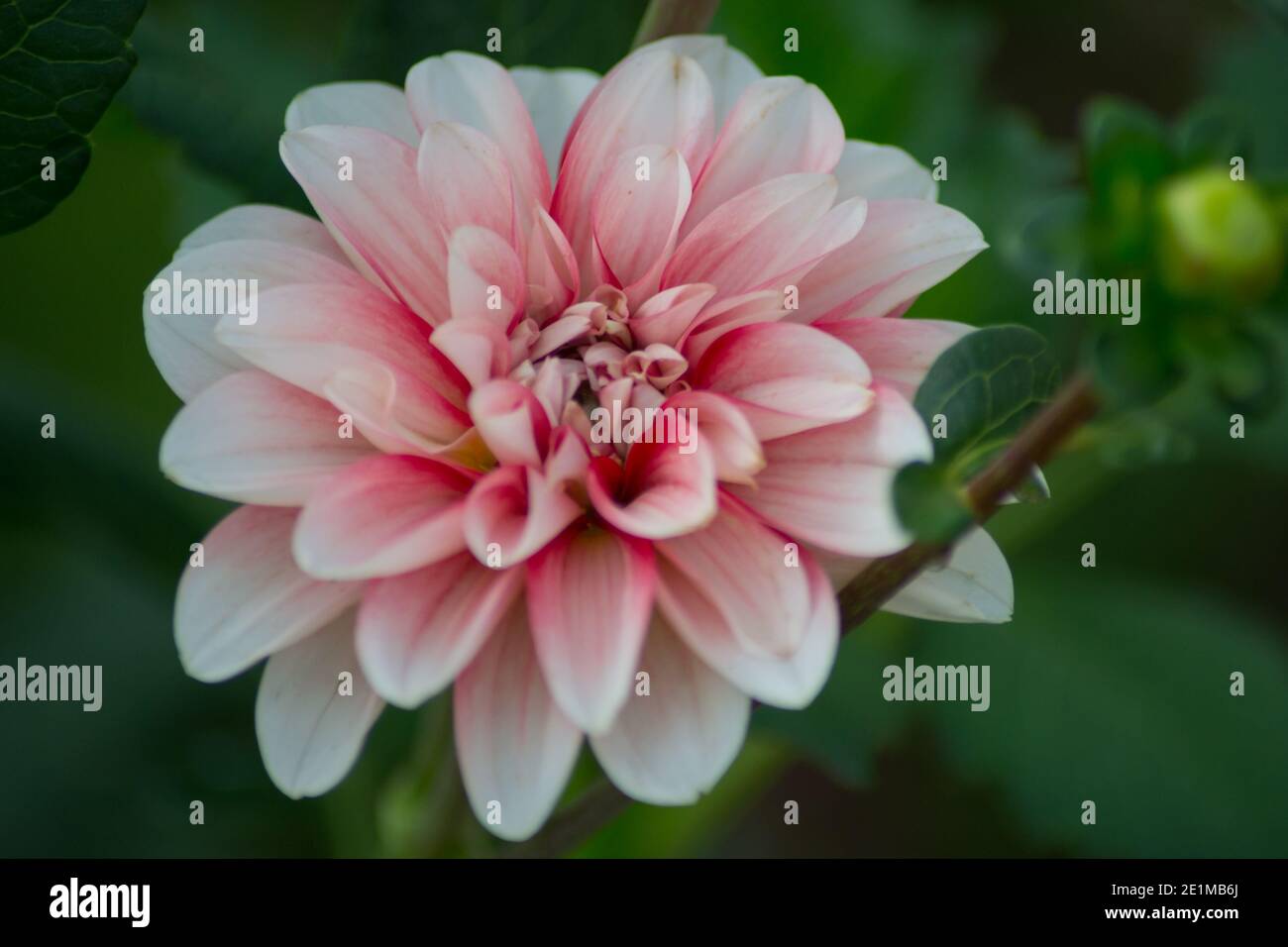 Dahlia white candy hi-res stock photography and images - Alamy