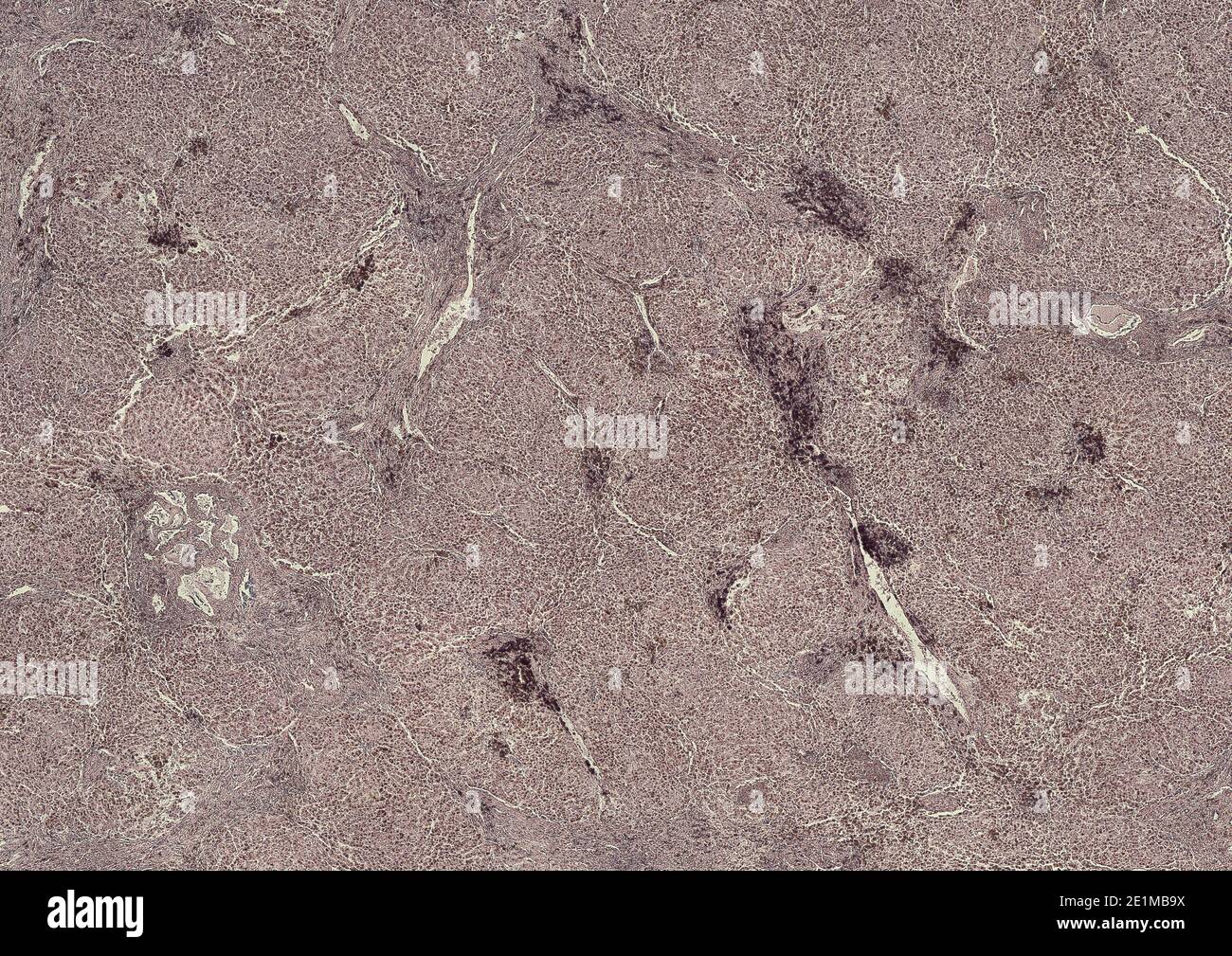 cross section cut of human body cells under a scientific microscope ...