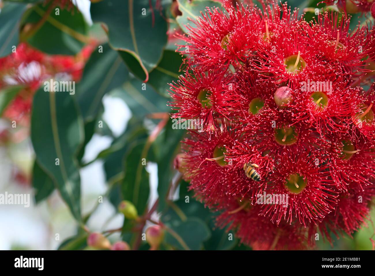 Red blossoms of the Australian native flowering gum tree Corymbia ...