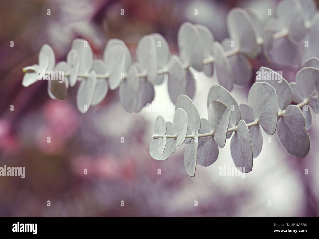 Beautiful silver gray foliage of the Australian native Silver leaved ...