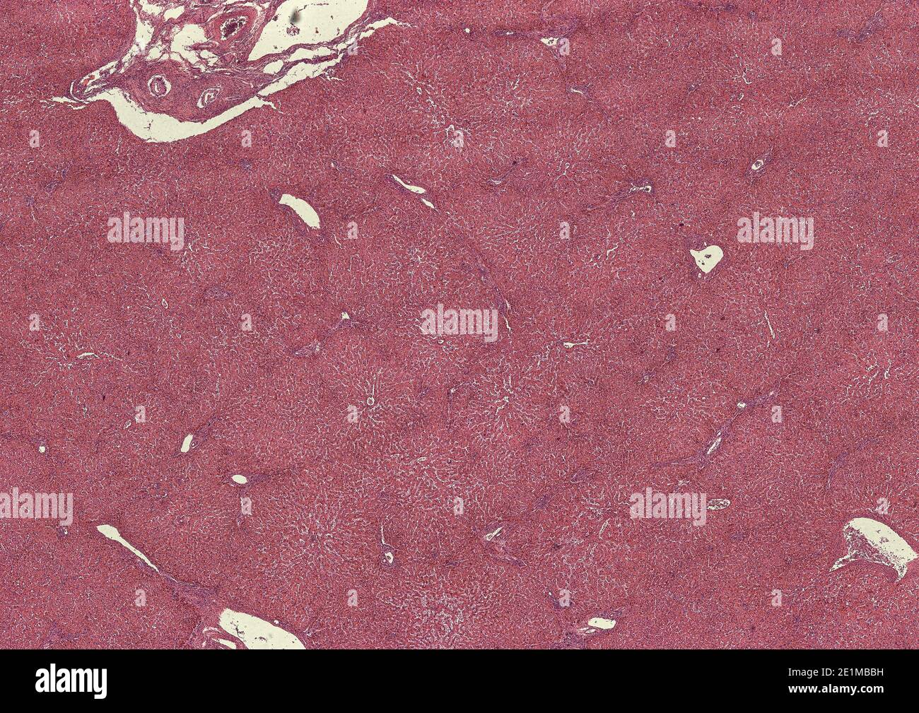 cross section cut of human body cells under a scientific microscope ...