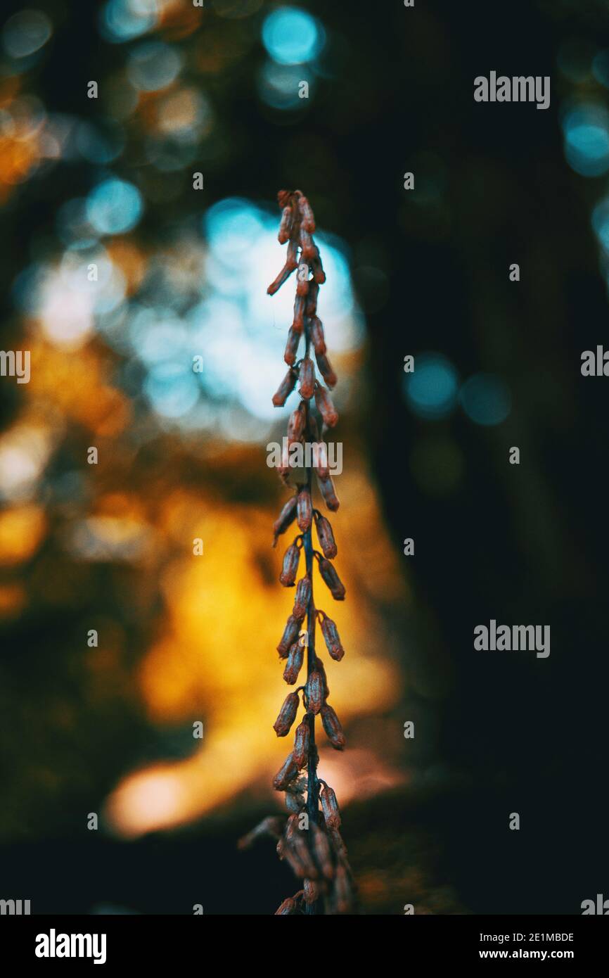Tall central spike hi-res stock photography and images - Alamy
