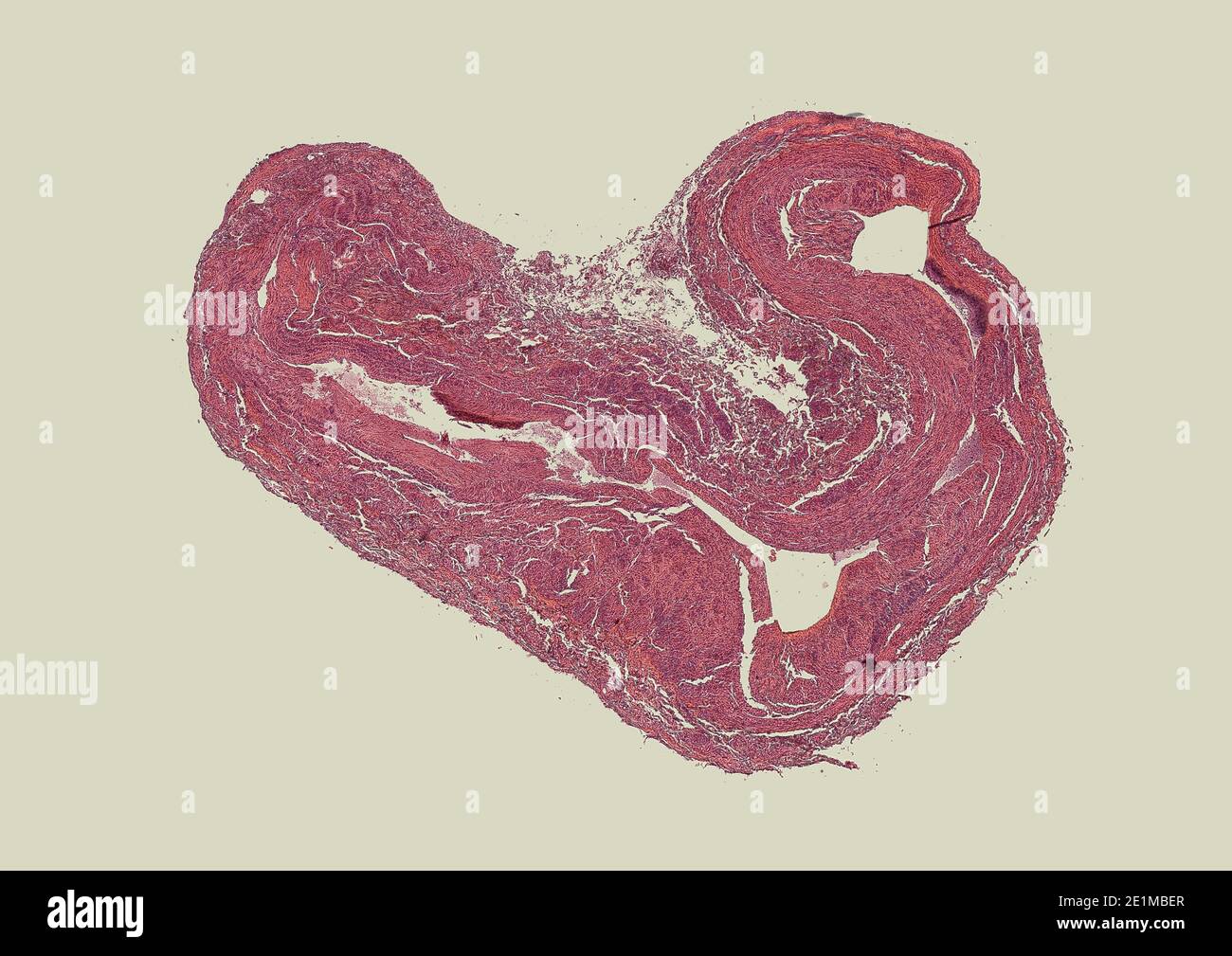 cross section cut of human body cells under a scientific microscope ...