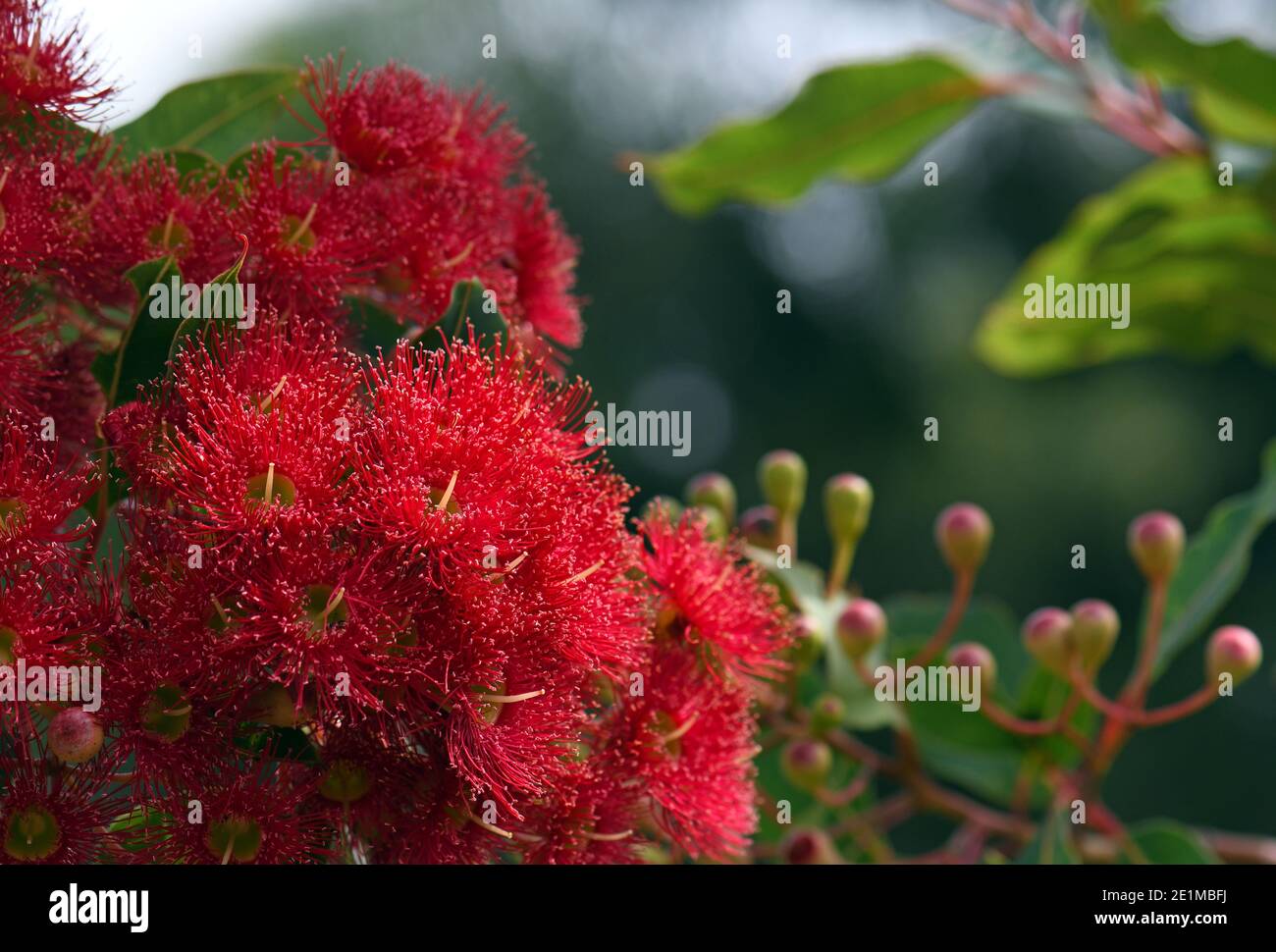 Red blossoms australian native hi-res stock photography and images - Alamy