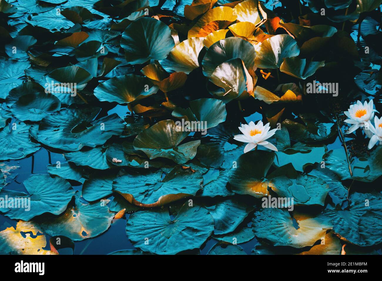Nymphaea leaves hi-res stock photography and images - Alamy