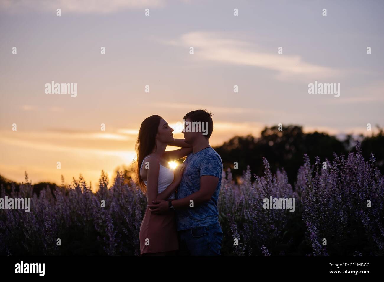 Happy couple in love hugs, kisses at sunset near a blooming sage field ...