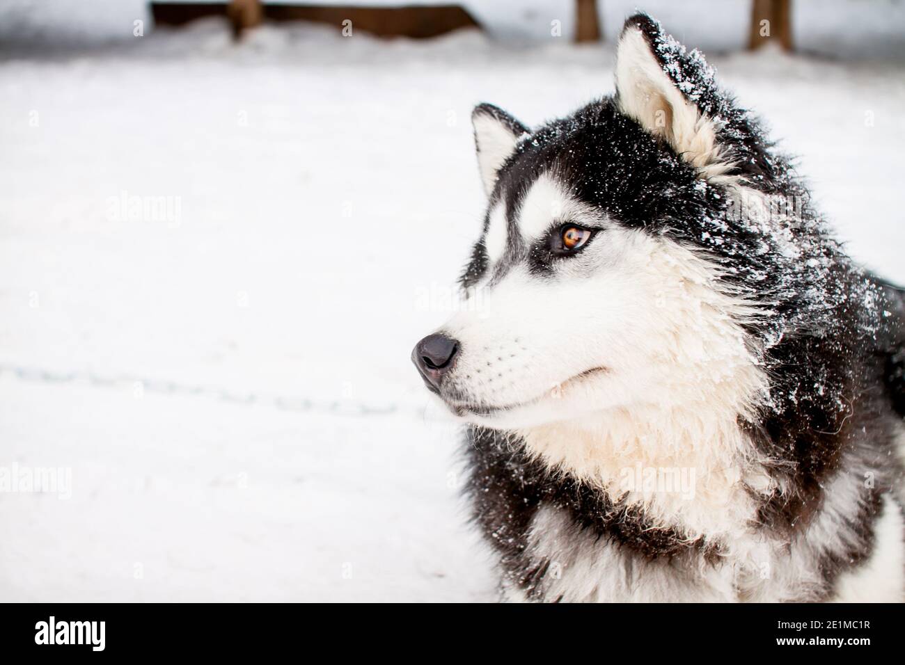 Northern dog breed hi-res stock photography and images - Alamy