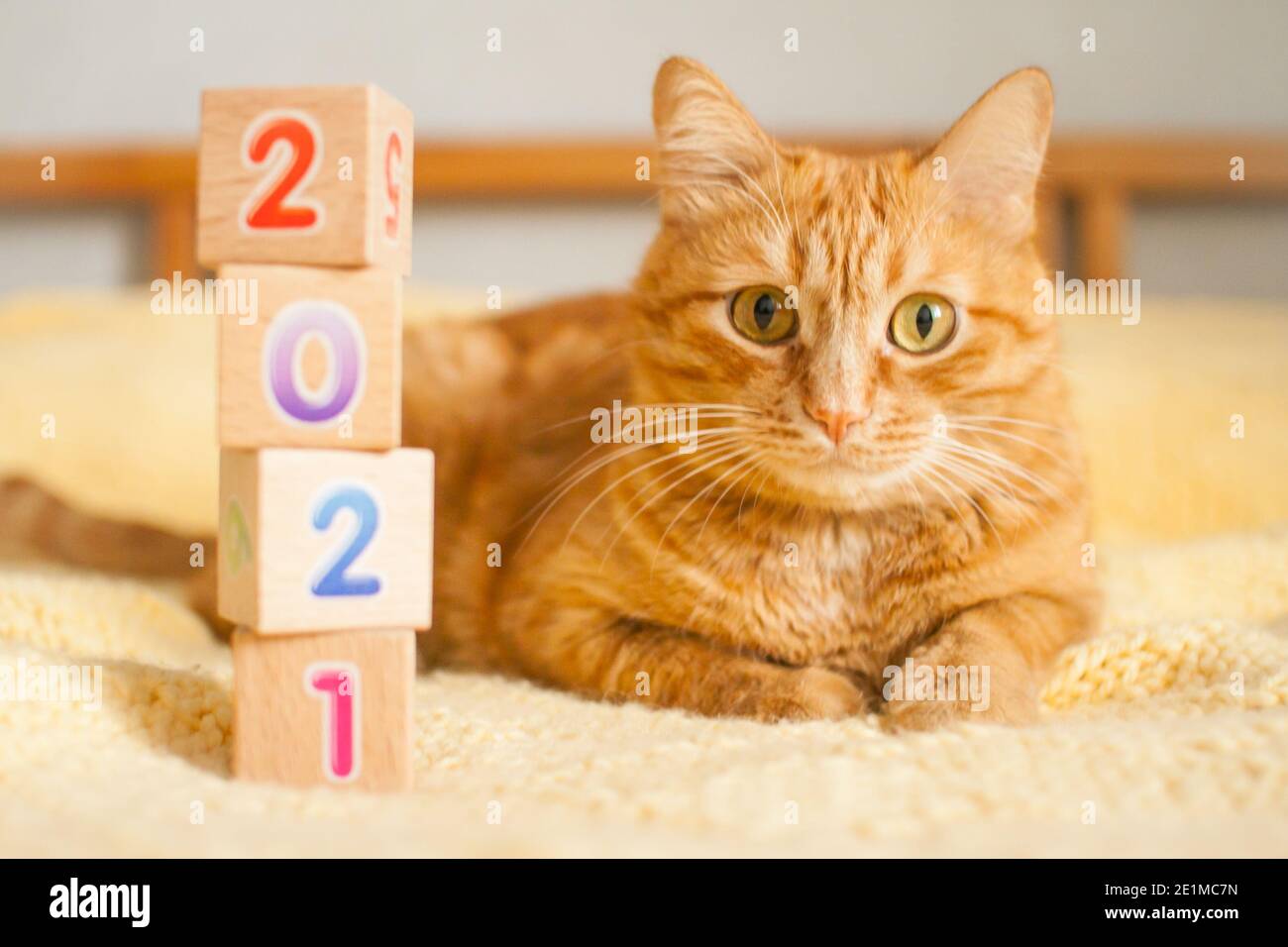 A fat ginger cat and the numbers 2021 from children's cubes on a yellow ...