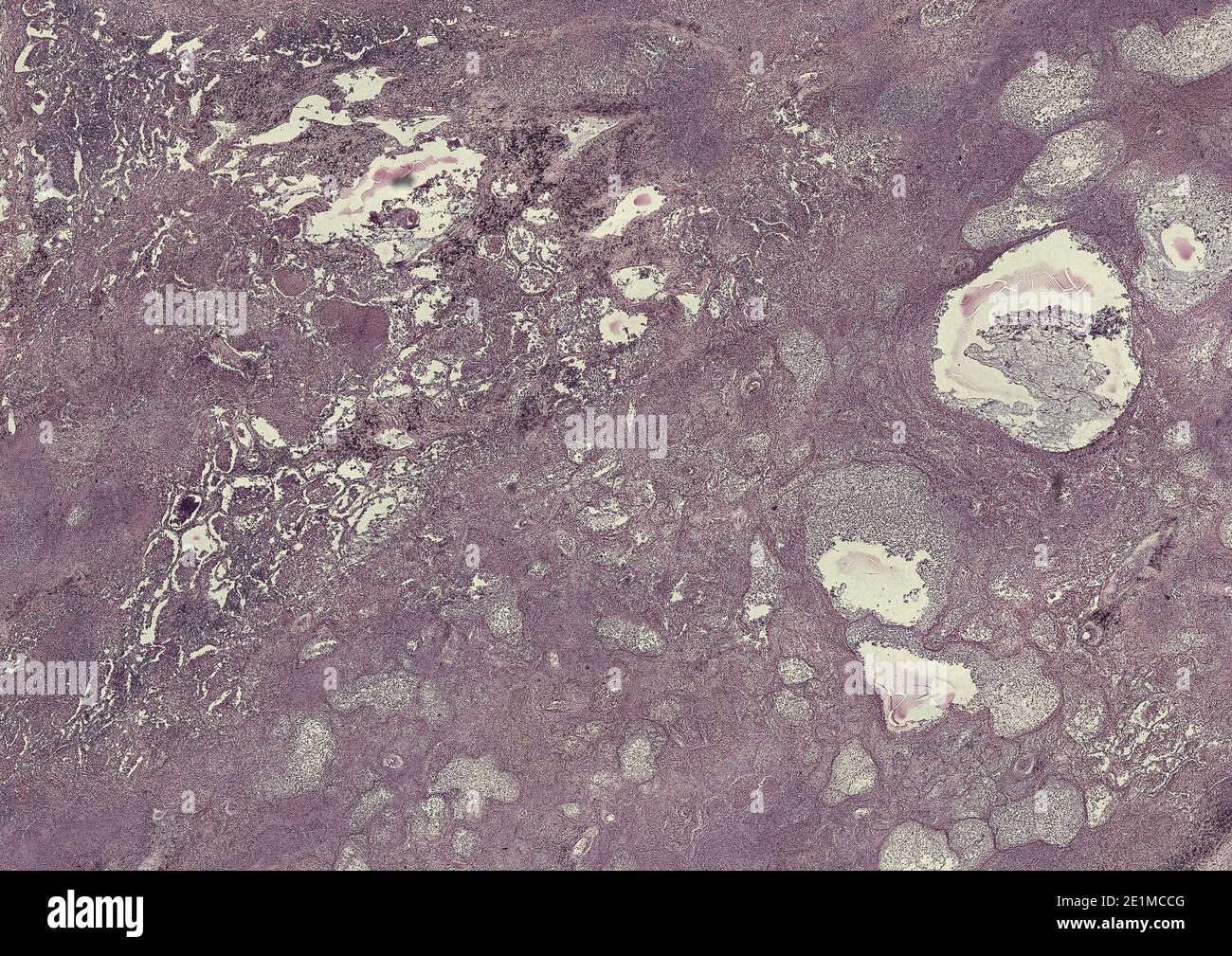 cross section cut of human body cells under a scientific microscope ...