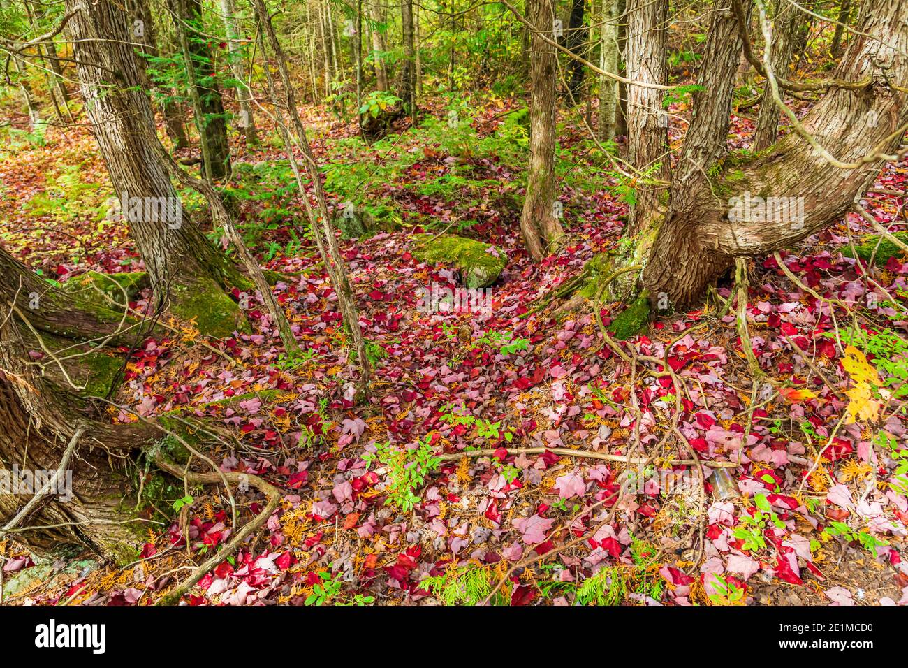 Ritchie falls conservation area minden hills haliburton ontario canada ...