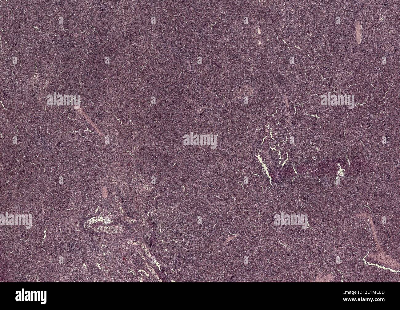 cross section cut of human body cells under a scientific microscope ...