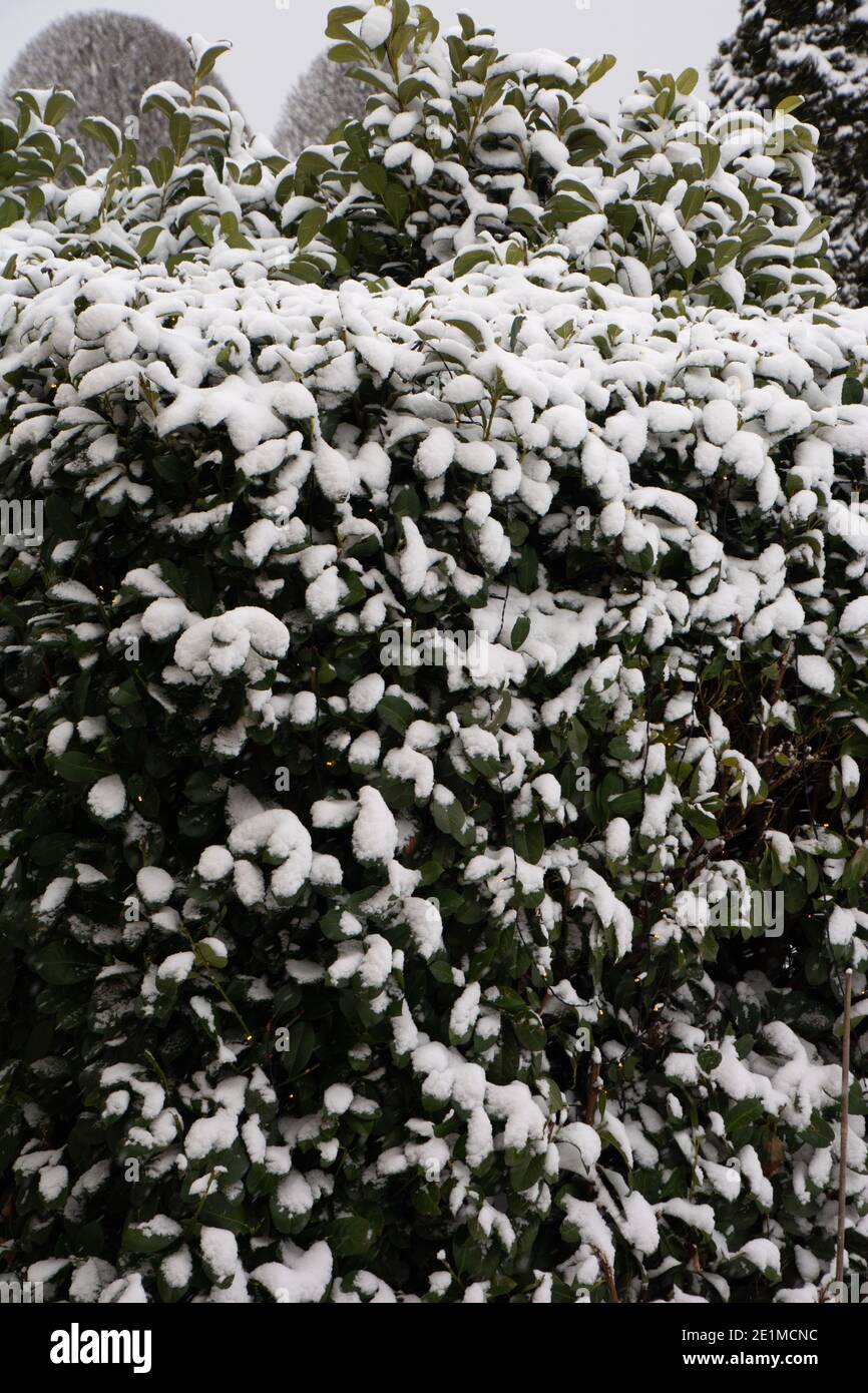 Laurel leaves frost hi-res stock photography and images - Alamy