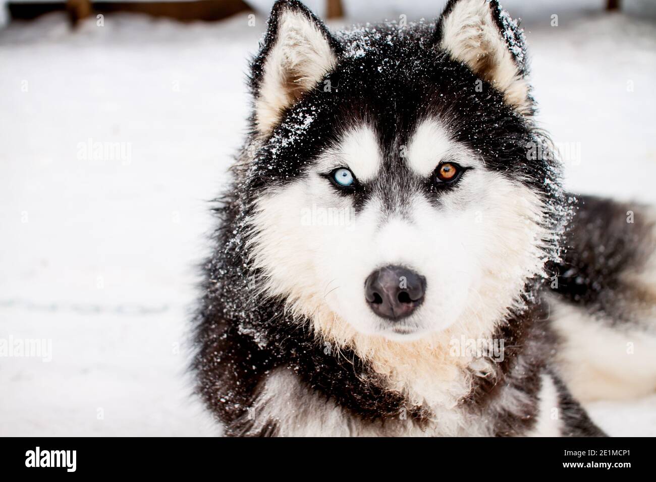 Portrait of a beautiful northern dog of the husky breed Stock Photo - Alamy