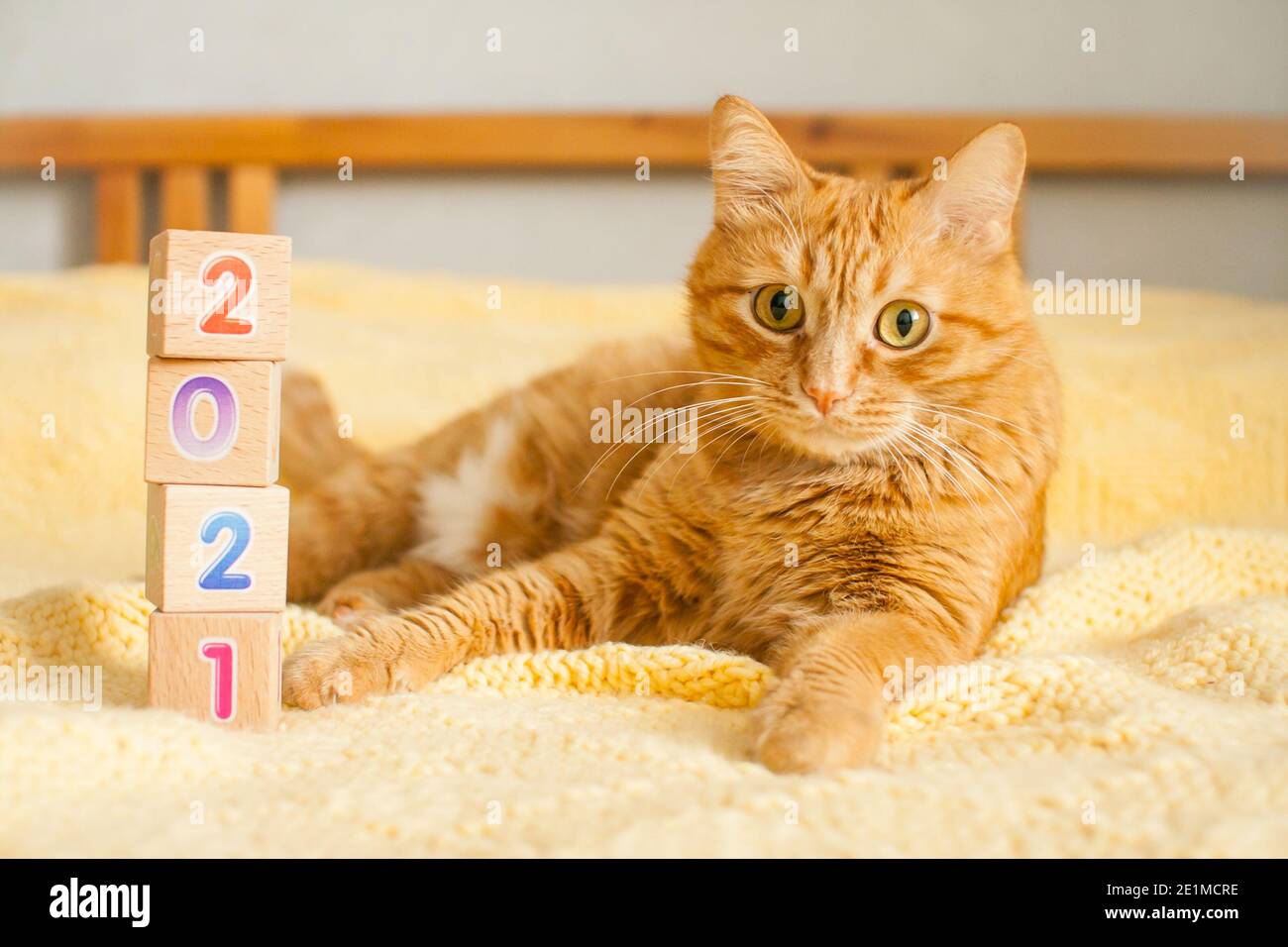 A fat ginger cat and the numbers 2021 from children's cubes on a yellow ...