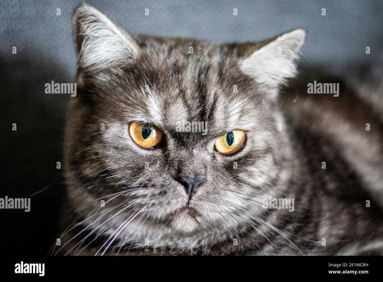 Closeup of a british short hair cat Stock Photo - Alamy