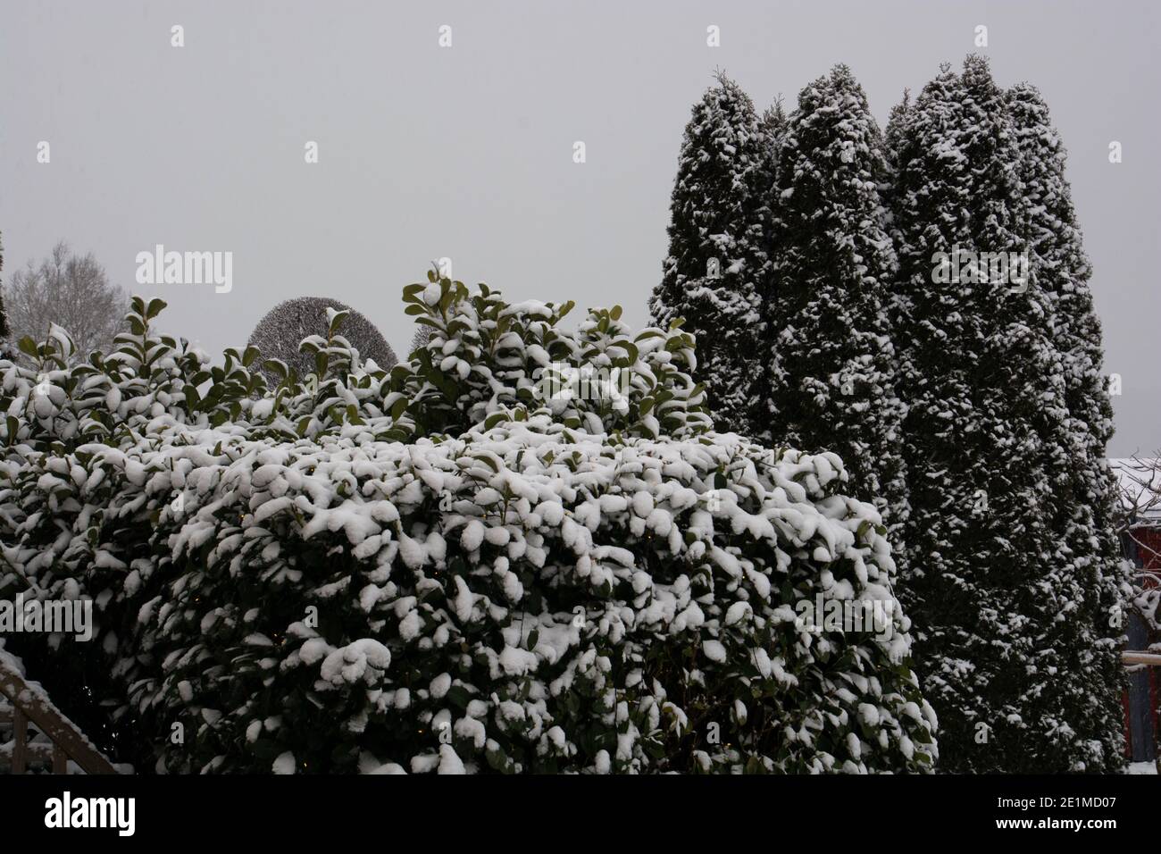 Conifers tree in white background hi-res stock photography and images ...