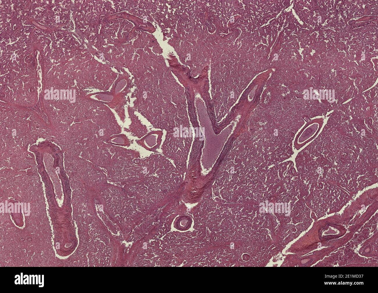 cross section cut of human body cells under a scientific microscope ...