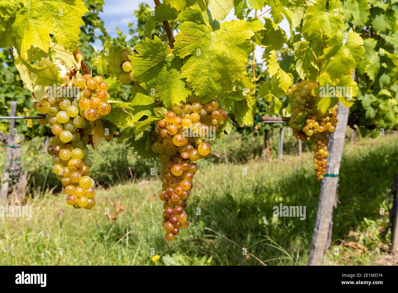 Grapes yellow muscat in Tokaj region, Unesco site, Hungary Stock Photo ...