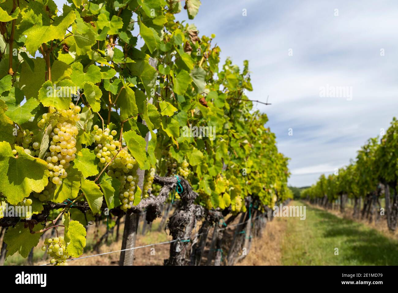 Grapes yellow muscat in Tokaj region, Unesco site, Hungary Stock Photo ...