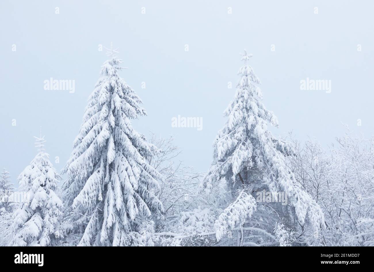 Fir seals hi-res stock photography and images - Alamy