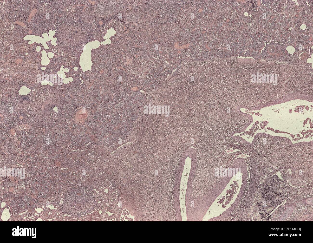 cross section cut of human body cells under a scientific microscope ...