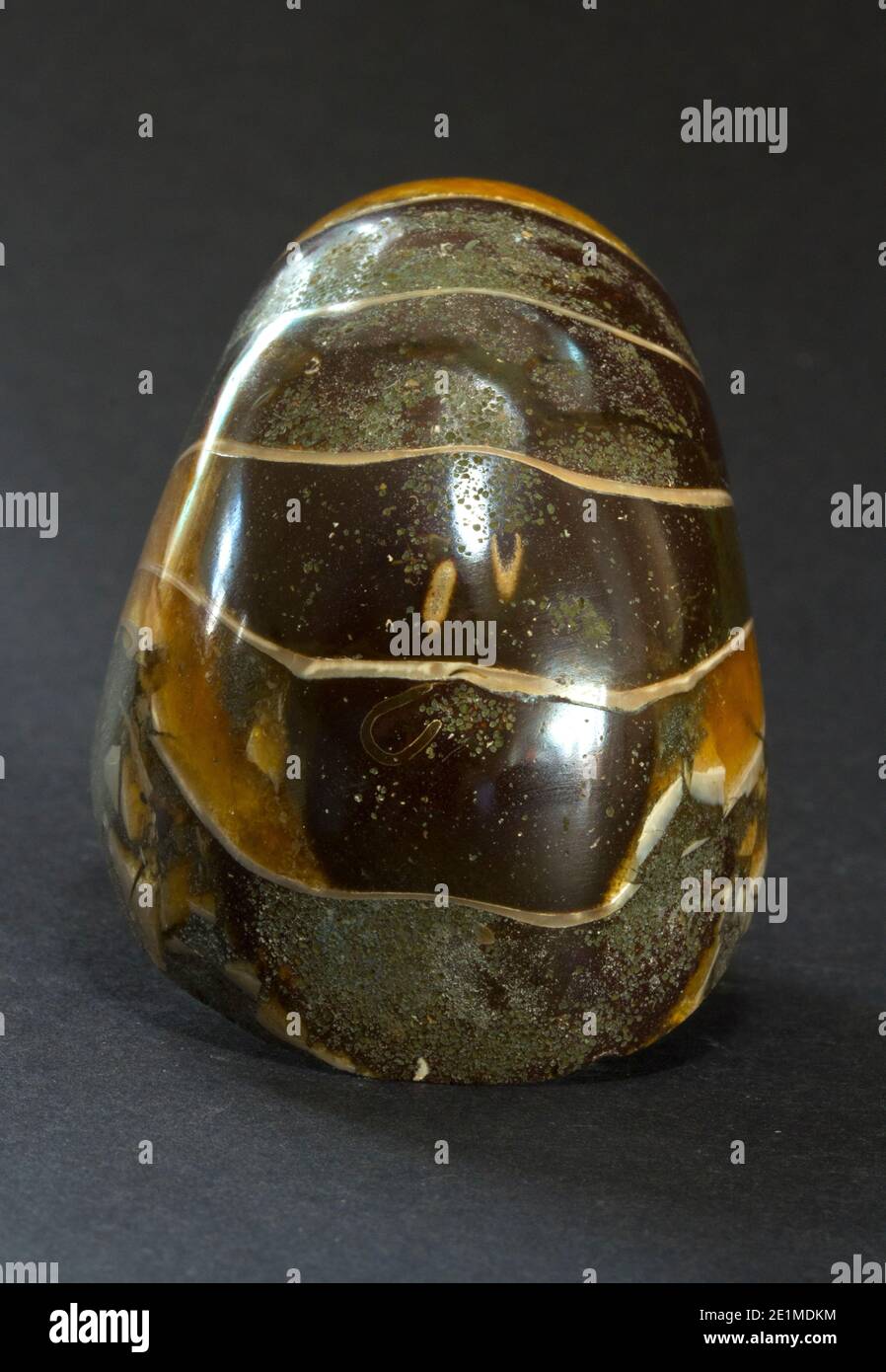 A fossil of a Cretaceous Nautiloid in detail showing the suture lines ...