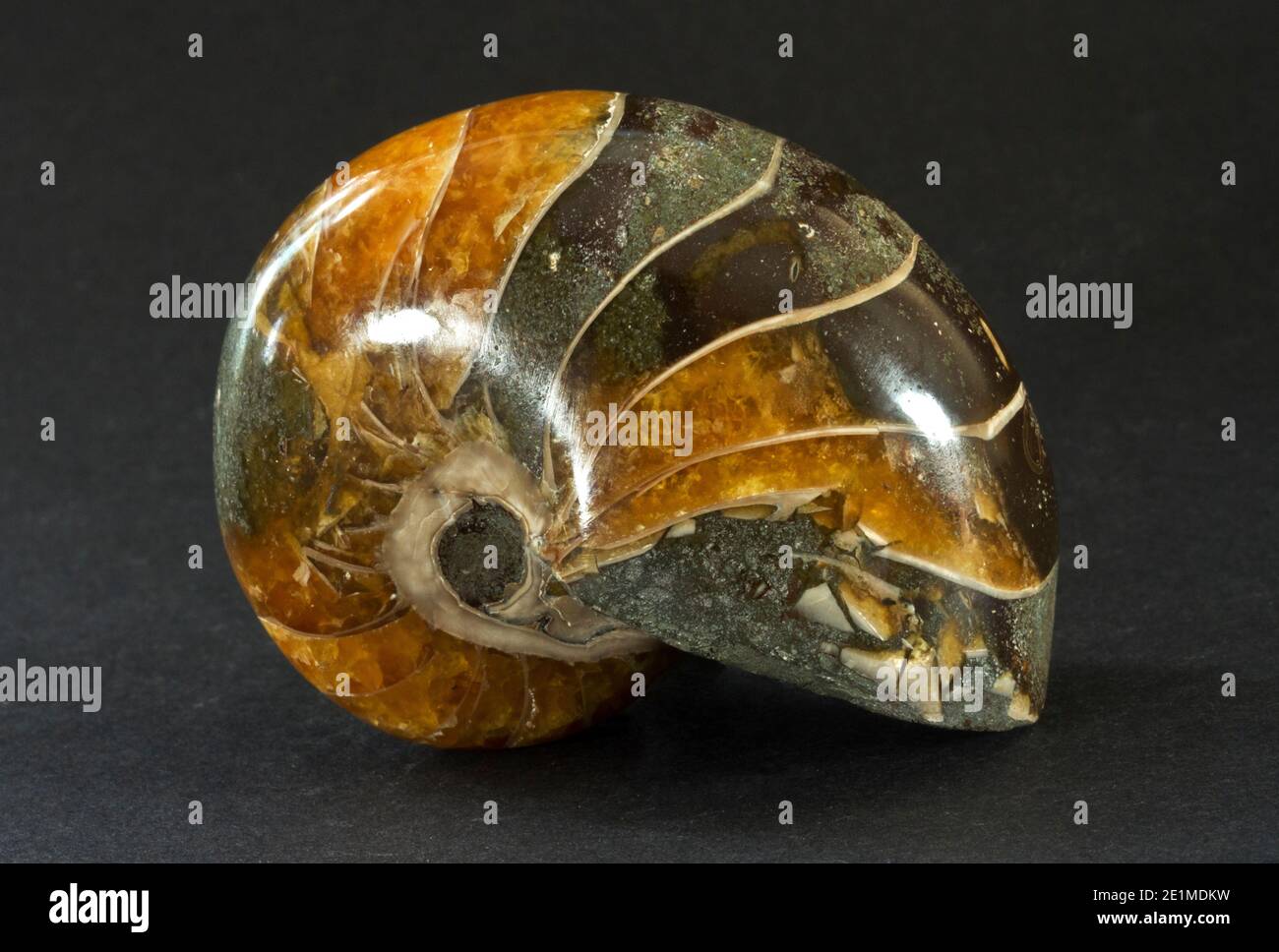 The fossilised shell of a Nautilus, common in the worlds oceans during ...