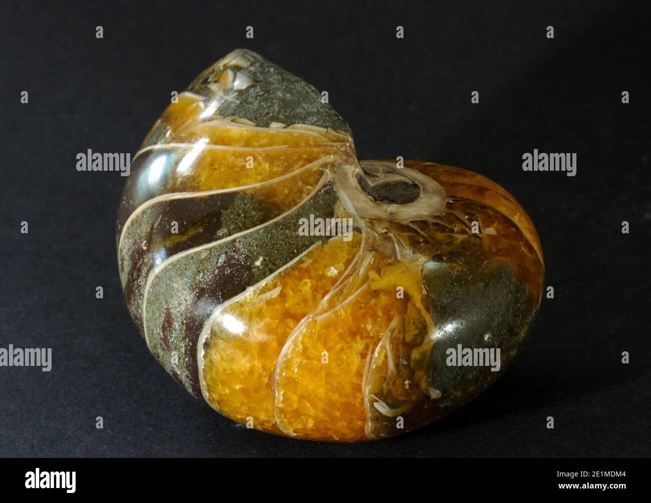 The fossilized shell of a Nautilus, common in the worlds oceans during ...