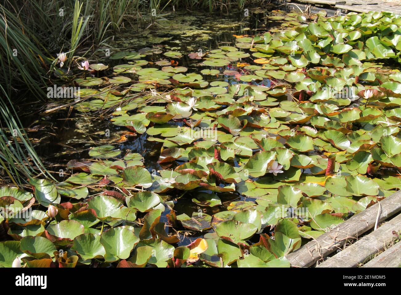 Beautiful collection hi-res stock photography and images - Alamy