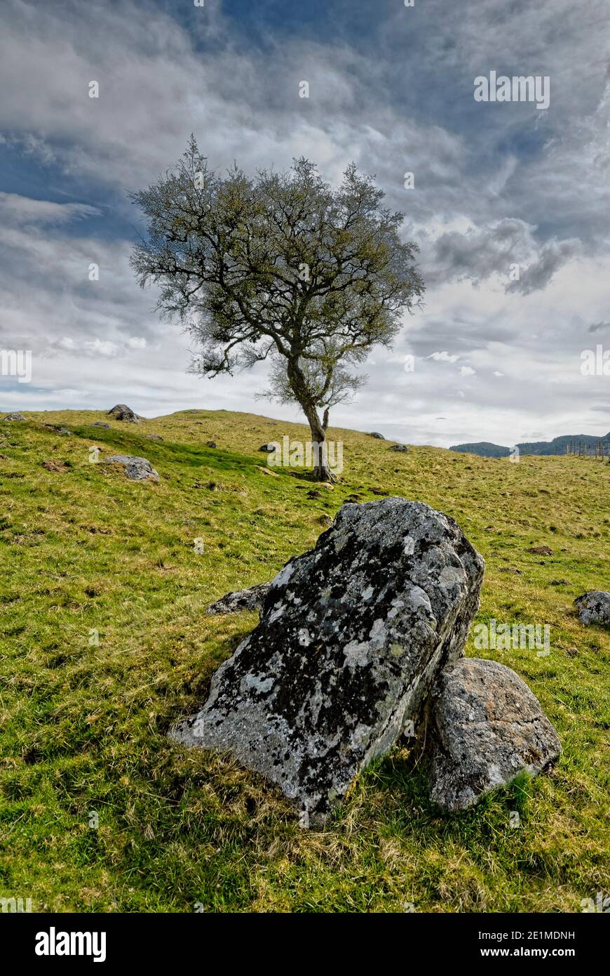 Isolated tree on a Scottish mountain Stock Photo - Alamy