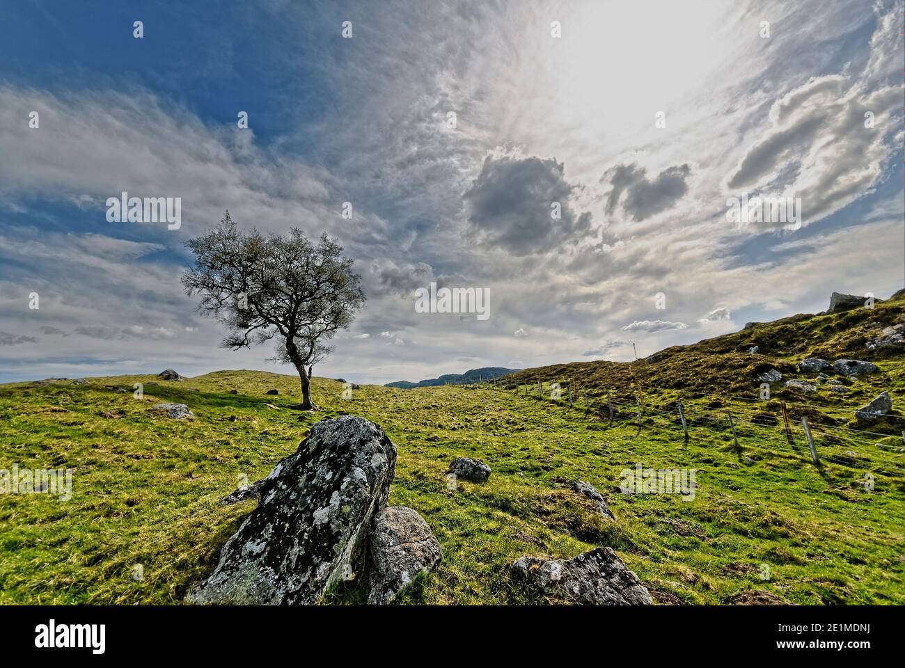 Isolated tree on a Scottish mountain Stock Photo - Alamy