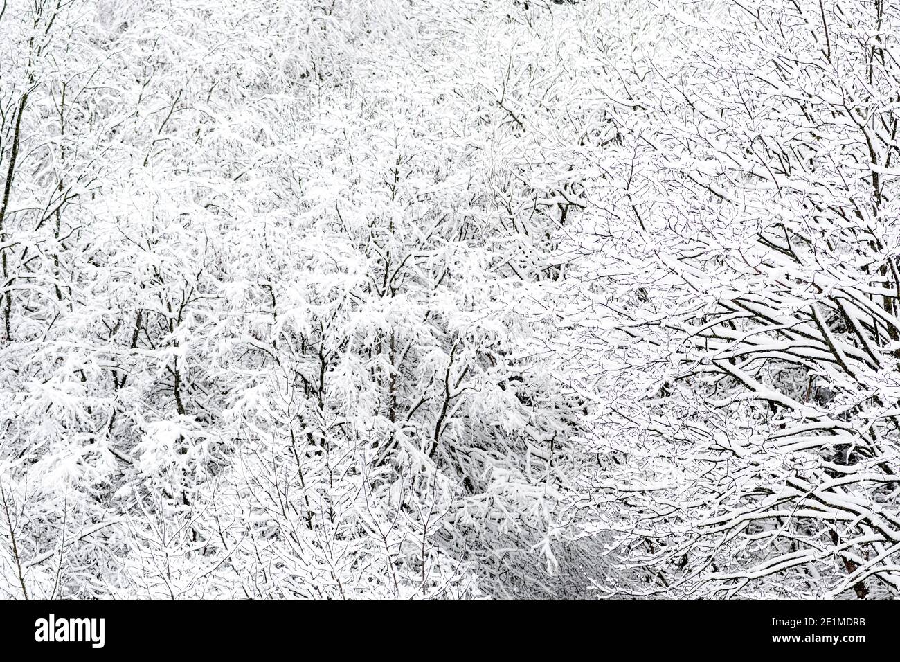 White fir trees landscape hi-res stock photography and images - Alamy