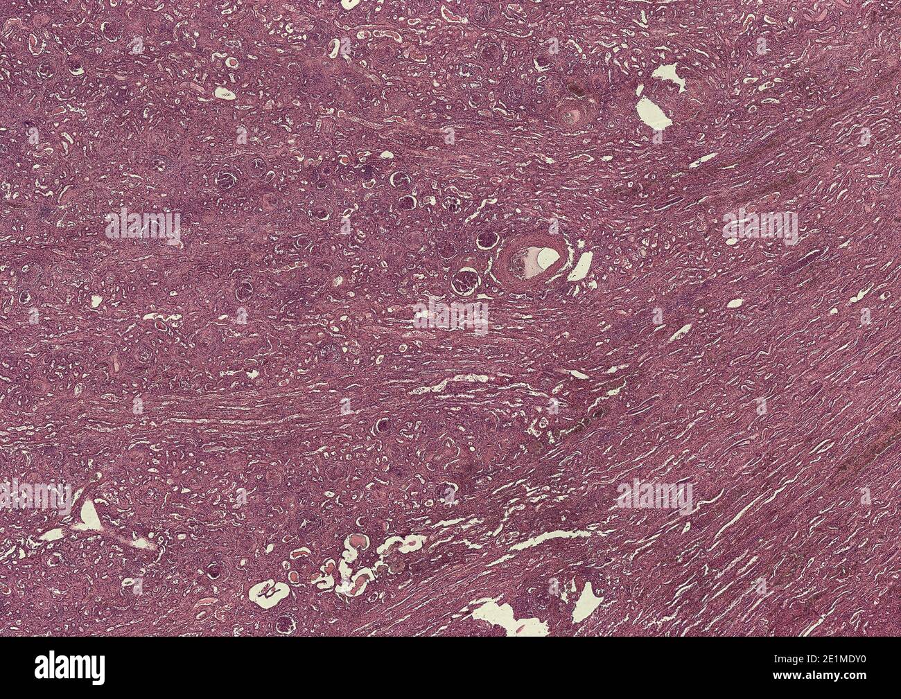 cross section cut of human body cells under a scientific microscope ...