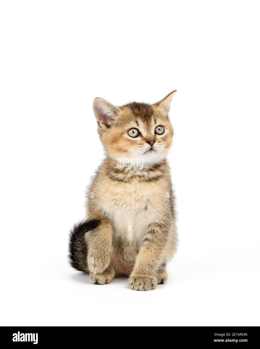 Cute scottish straight golden Cut Out Stock Images & Pictures - Alamy