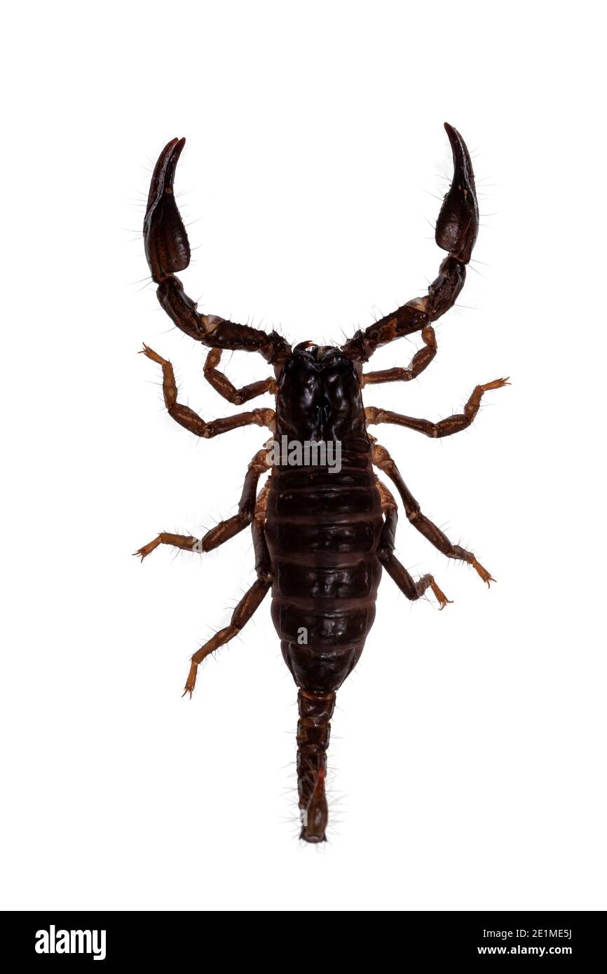 Top view of young Asian forest scorpion in agressive defense pose ...