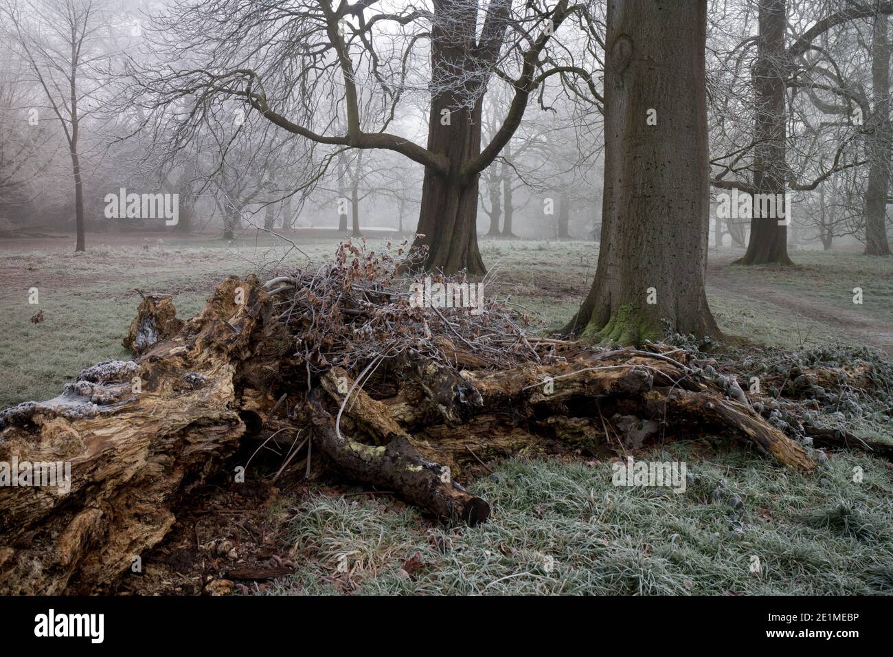 Priory Park on a frosty winter`s day, Warwick, UK Stock Photo - Alamy