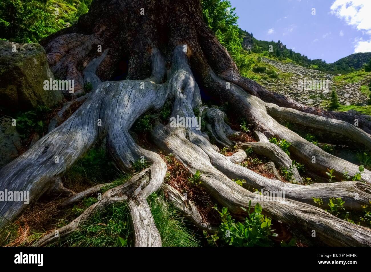 gnarled tree while hiking in the summer detail view Stock Photo - Alamy