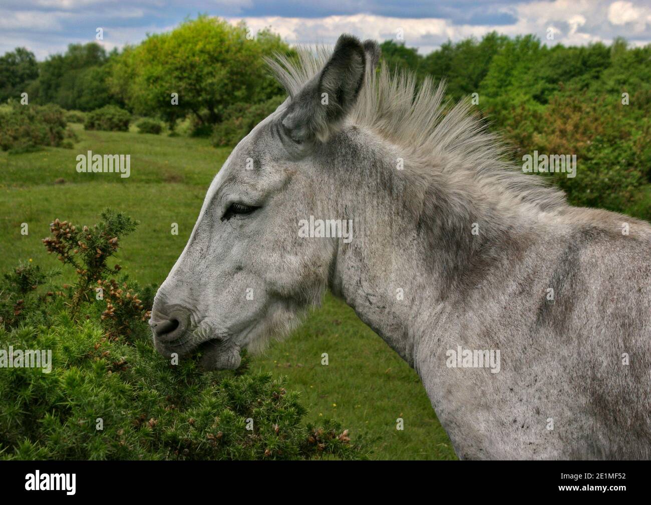 Donkey eating hi-res stock photography and images - Alamy